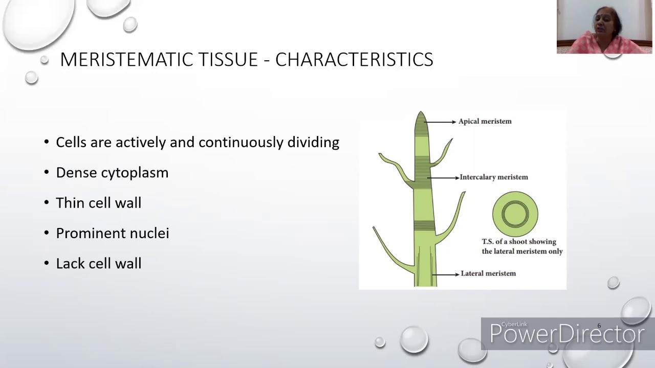 Biology | Class 9 | Chapter 6 - Tissues | Plant Tissue - Part 1 of 2 ...