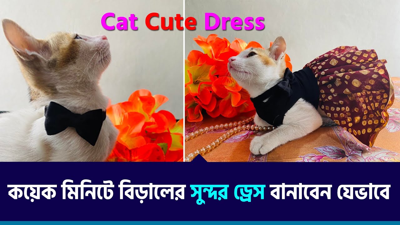 How to Make a Dress For Your Cat || বিড়ালের ড্রেস || Cat Cute Dress ...