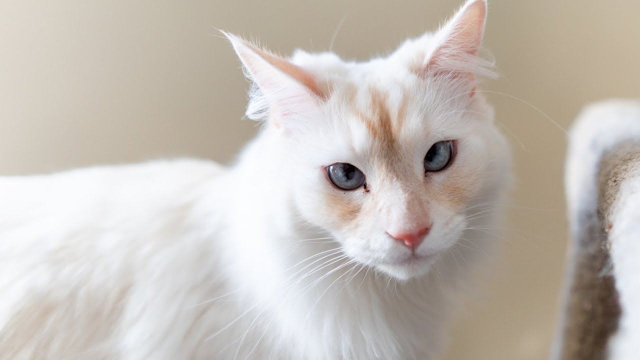 When your Cat's love switch is activated. - YouTube