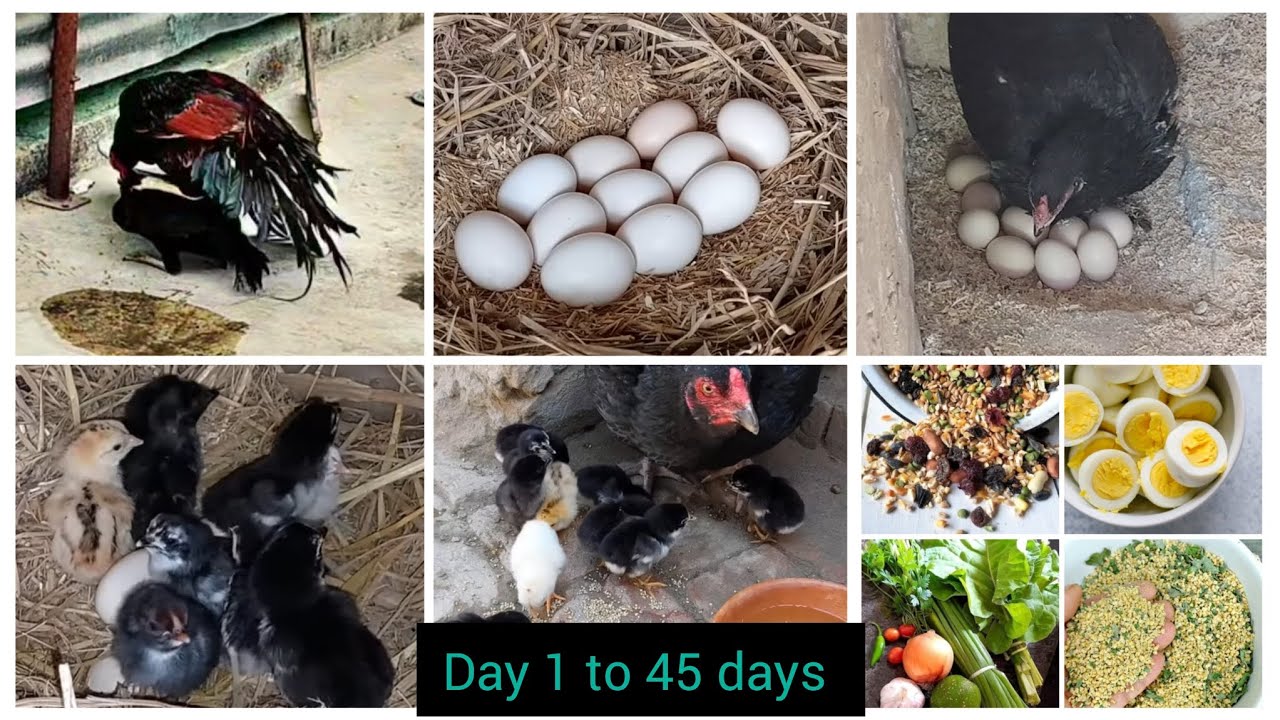 Black hen laying 12 eggs and hatched 8 chicks |Chicks growing tips day ...