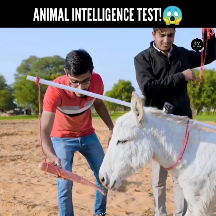 Weird animal IQ test: hang a carrot in front of a donkey, will it chase ...