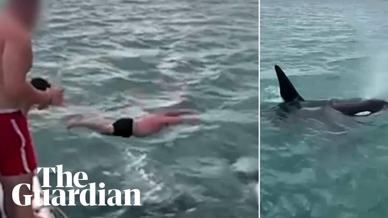 Man who attempted to 'body slam' an orca in New Zealand fined $600 ...