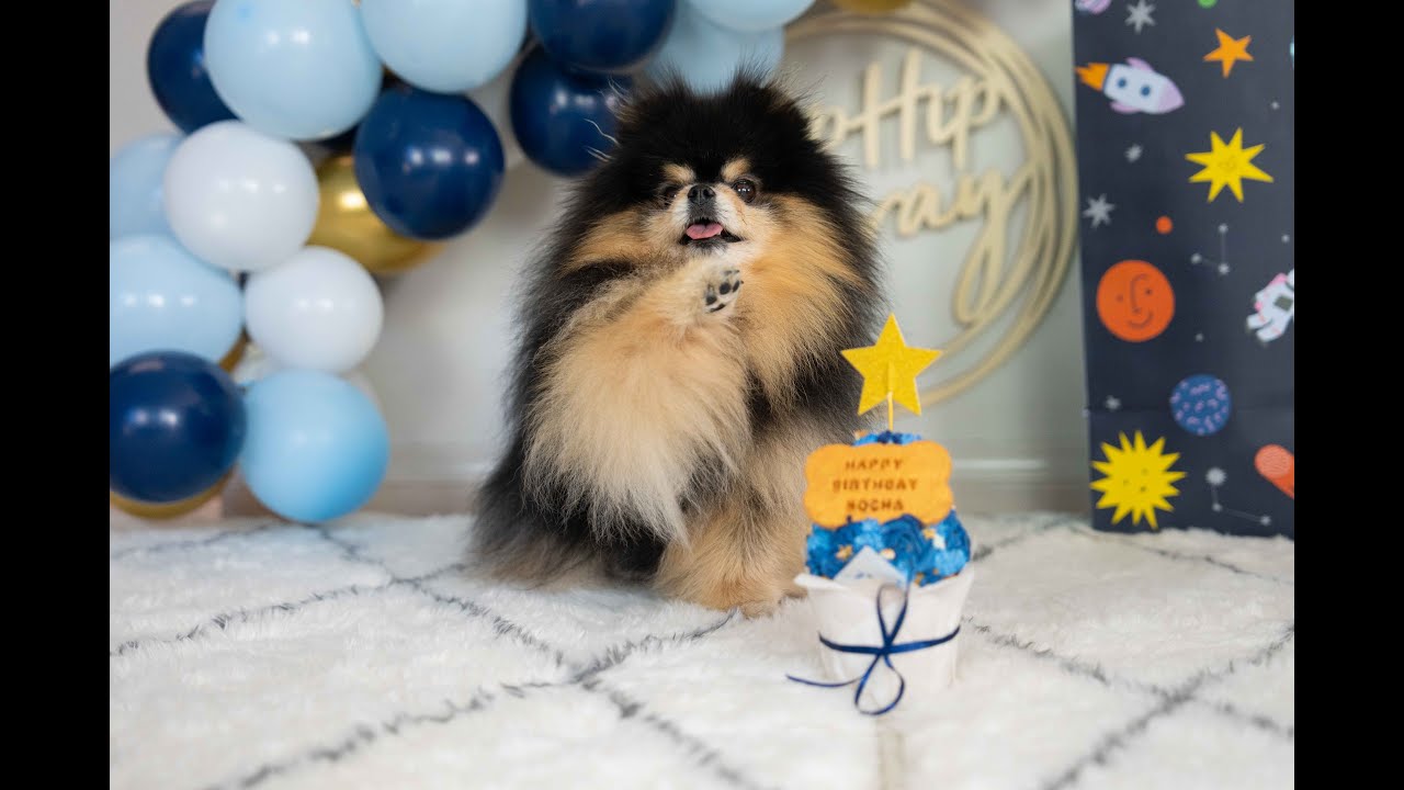 Cute Pomeranian Dog Celebrates Birthday | Cake & Presents - YouTube