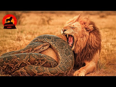 NAMÍBIA | A Feroz Luta pela Sobrevivência nos Desertos Selvagens #animaisselvagens | Natureza Vida