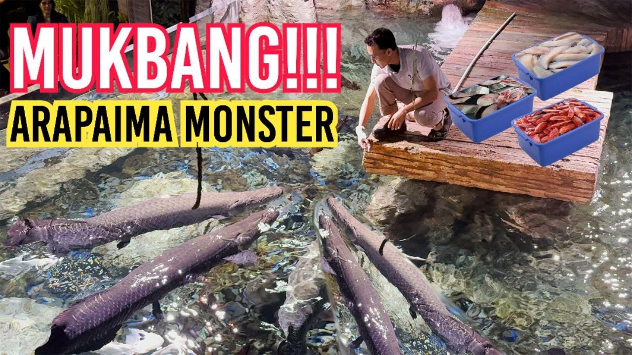 MUKBANG IKAN PREDATOR MONSTER DI MEGATANK BERISI ARAPAIMA 3M - YouTube