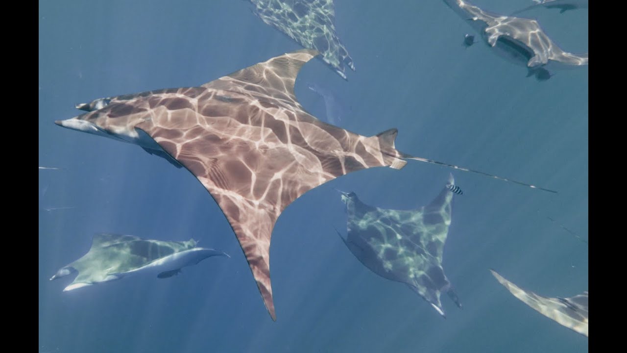 Mergulho com Mantas - Baixa do Ambrosio (Santa Maria - Açores) - YouTube