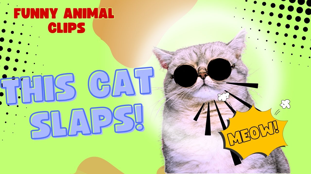 Hilarious Cat Slaps & Animal Antics: Funniest Cat Videos Ever! - YouTube