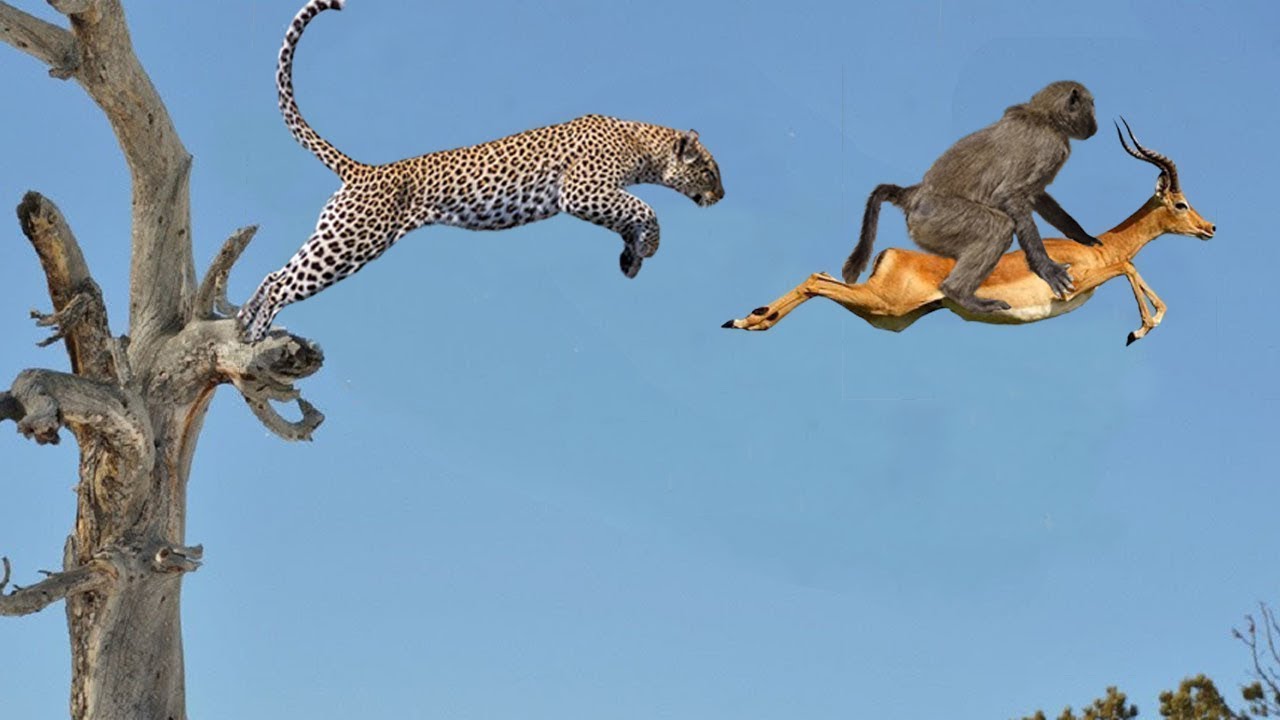 OMG! Leopard Really Want To Rescue The Baby Impala From Baboon Attacks ...