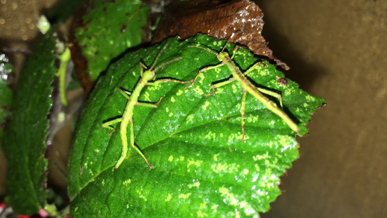 NEW ADDITIONS!!! Green Bean Stick Insect (Diapherodes gigantea) - YouTube