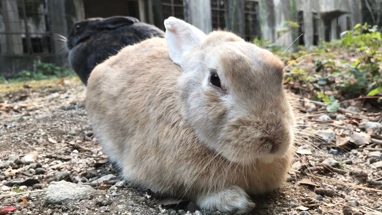Rabbit becoming more and more like a loaf of bread - YouTube
