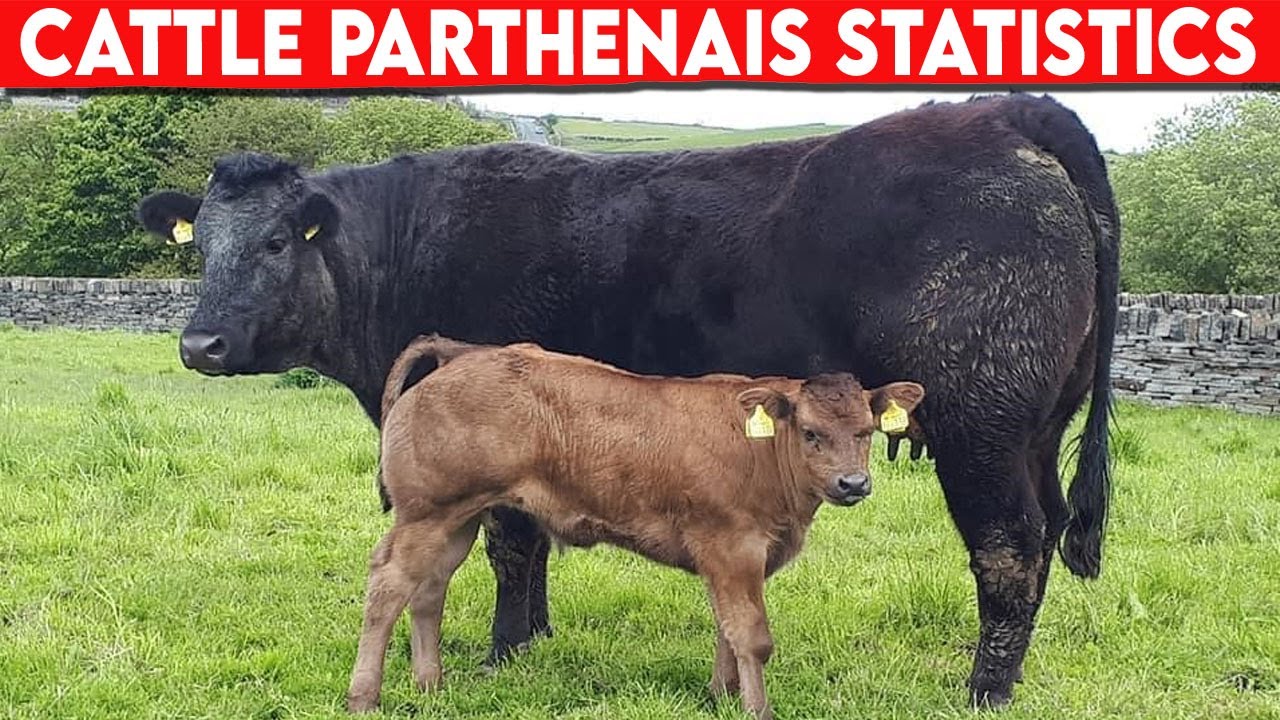 ⭕ Cattle Breeds PARTHENAIS Statistics Cattle PARTHENAIS / Bulls ...