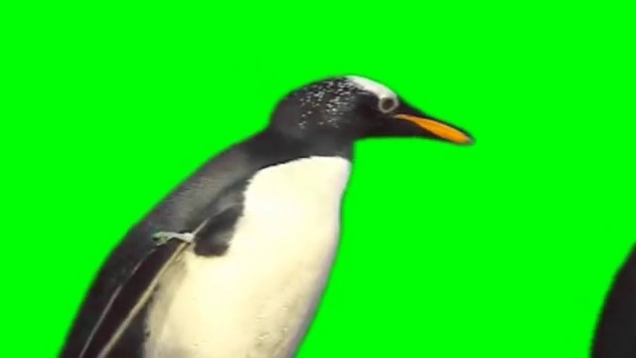Penguins Green screen Footage- Green Screen - YouTube