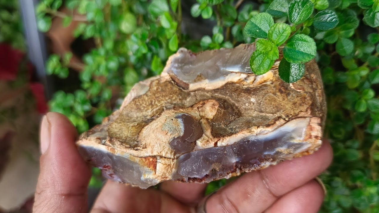 Penemuan batu bermata tunggal calsedon bengkulu di lahan sawit, unik ...