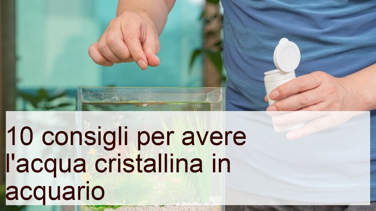 10 consigli per avere l'acqua cristallina in acquario - YouTube