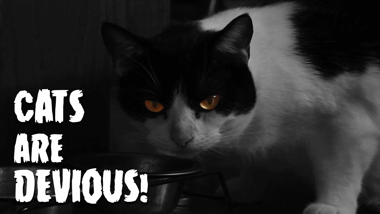 Cats are Devious (2024) - YouTube