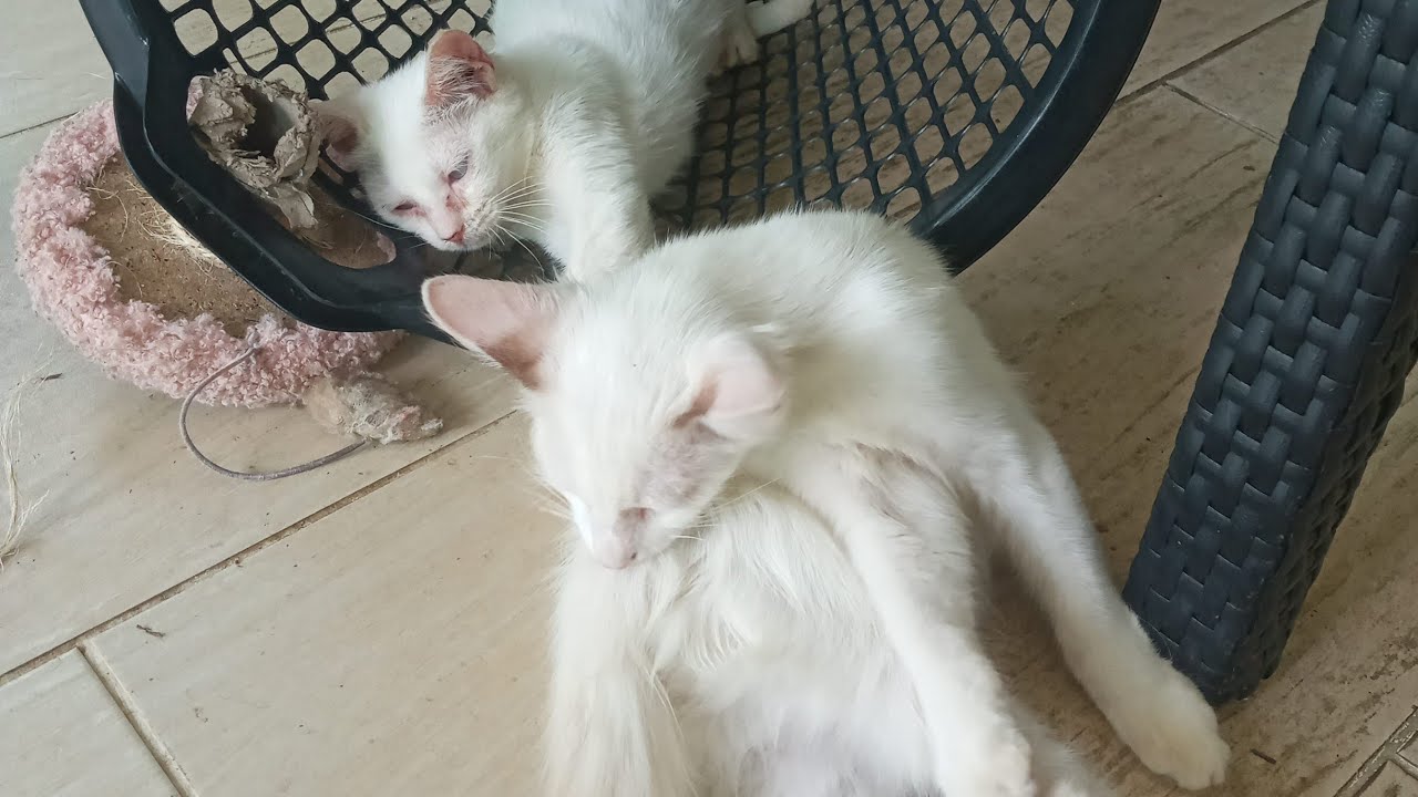 Cats & kittens are763 & 756 & 665 & 591 & 508 & 407 & 390 & 342 & 266 ...