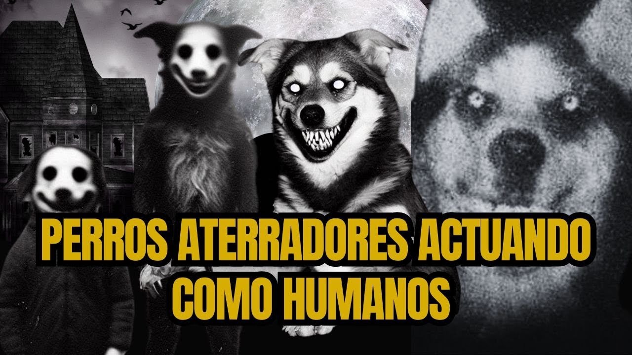 ¡PERROS Y GATOS PARANORMALES! | Actúan como Humanos de Forma Aterradora ...