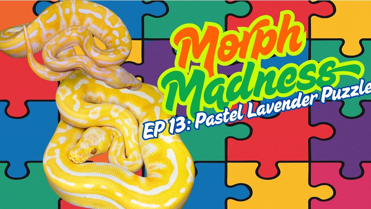 MORPH MADNESS: PASTEL LAVENDER PUZZLE BALL PYTHON - YouTube