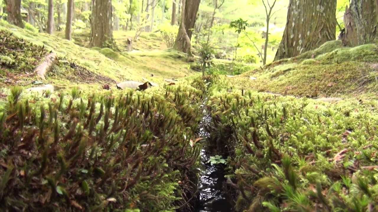 Kokedera garden (moss garden), Saiho-ji temple, Kyoto, Japan - YouTube