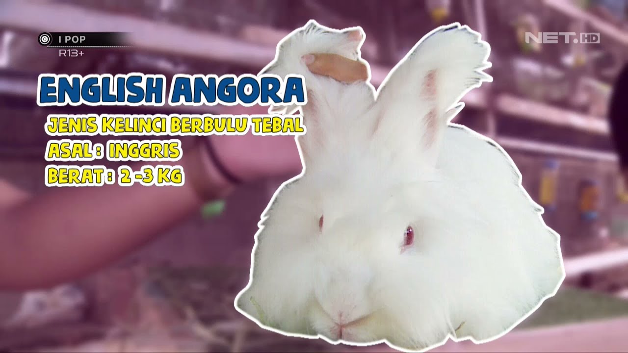 English Angora adalah Kelinci Angora Paling Spesial, Kenapa ya?? - IPOP ...