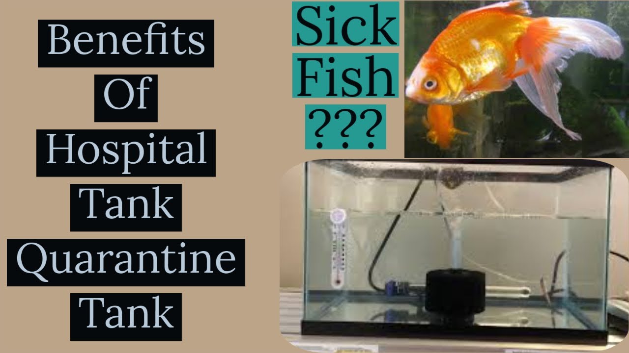 How To Setup Hospital Tank For Fish | Quarantine Or Hospital Tank For ...