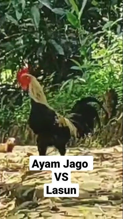 Ayam Jago VS Lasun - YouTube