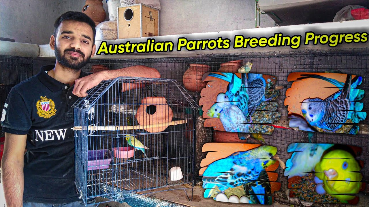 Australian Parrots Breeding Progress | Australian Parrots Breeding ...