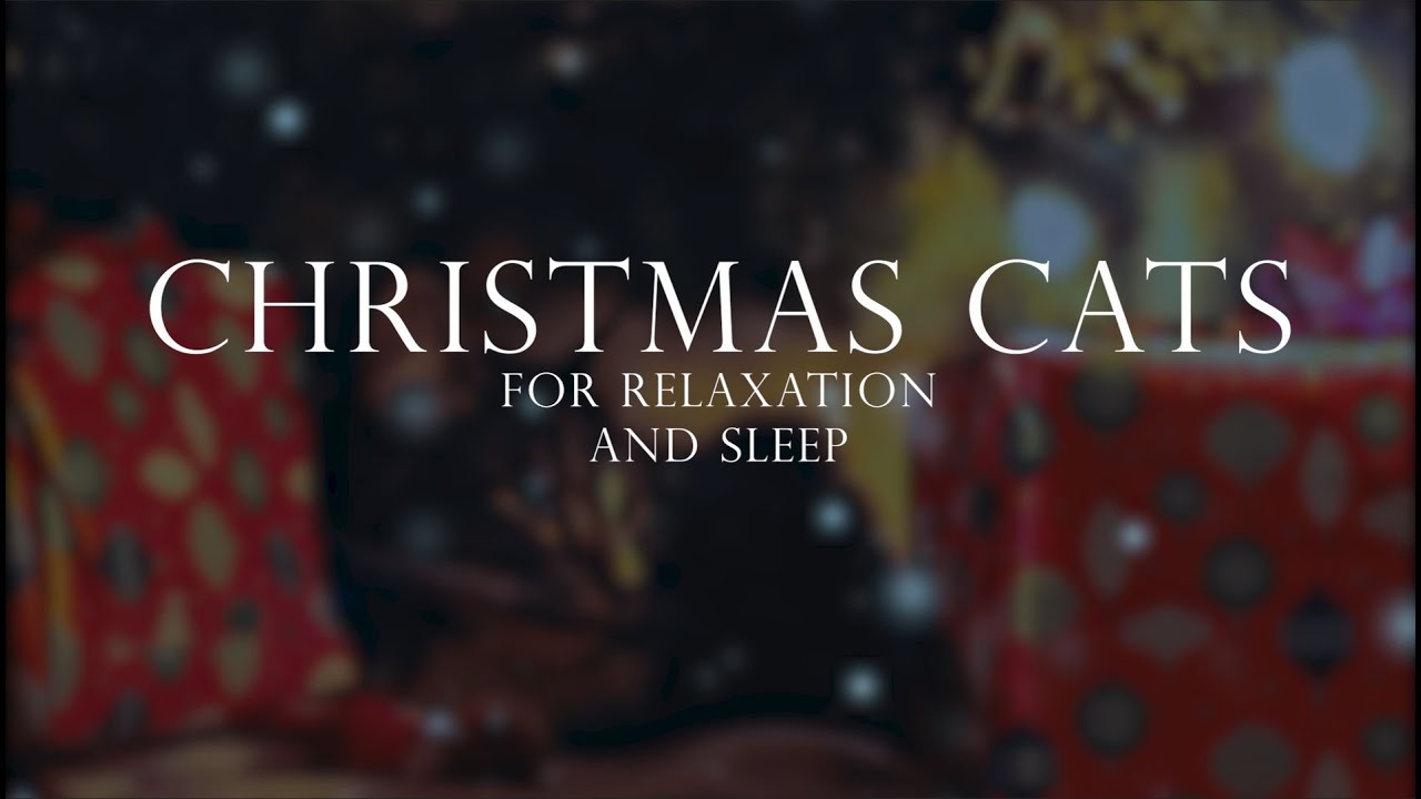 CHRISTMAS SONGS WITH CATS PURRING *Relaxing* - YouTube