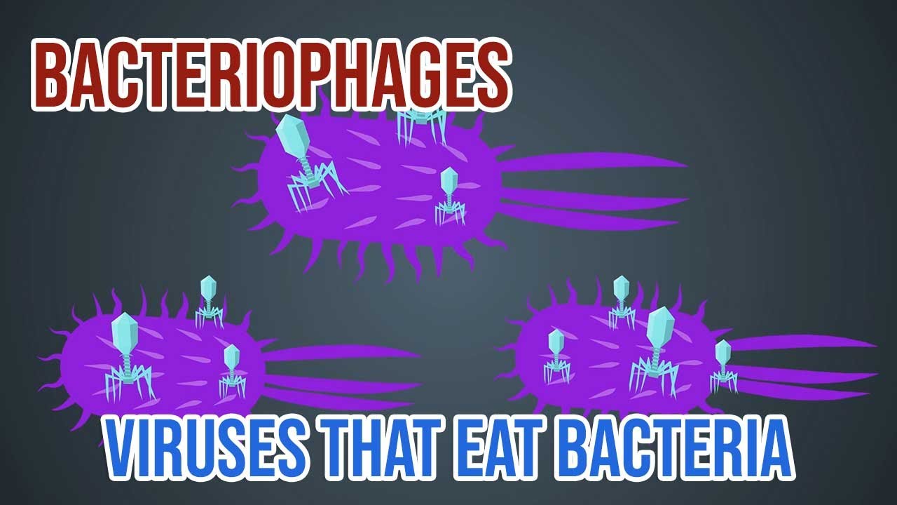 BACTERIOPHAGES, the bacteria eaters that help us where ANTIBIOTICS fail ...