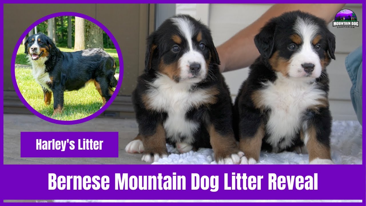 Harley's Bernese Mountain Dog Litter Reveal - YouTube