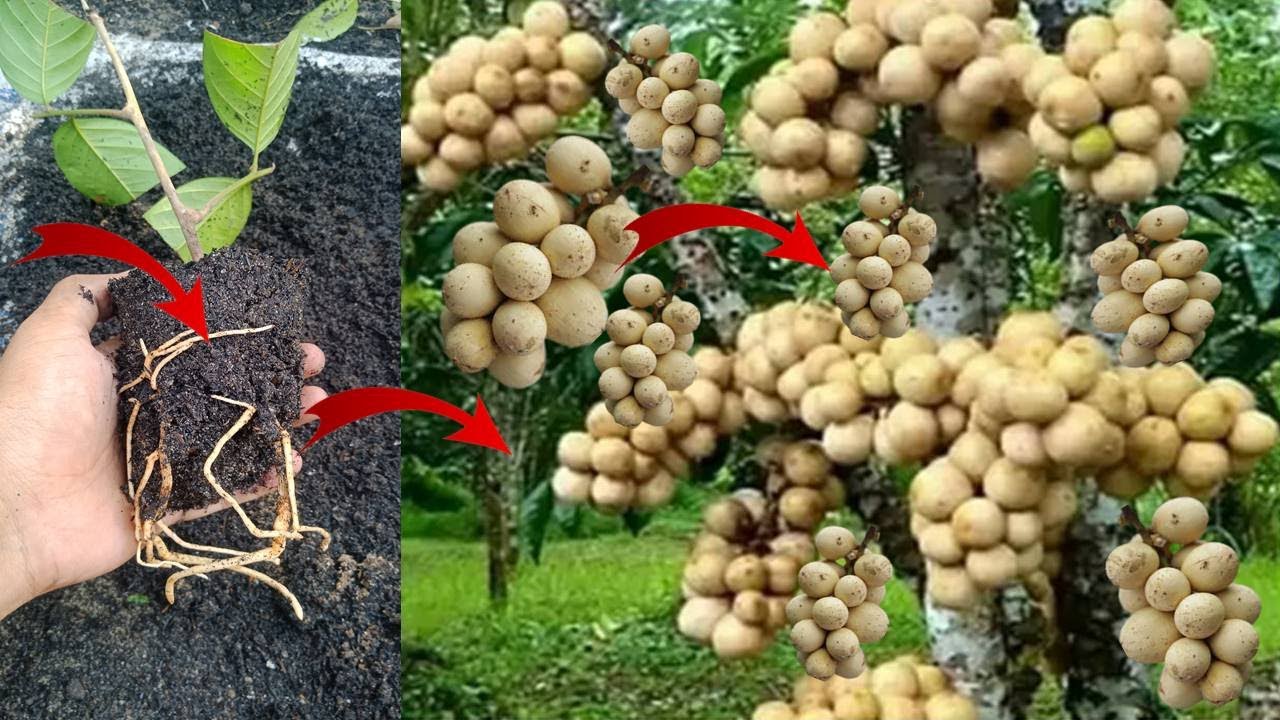 Duku Palembang Tree Cuttings Technique To 100% Work - YouTube