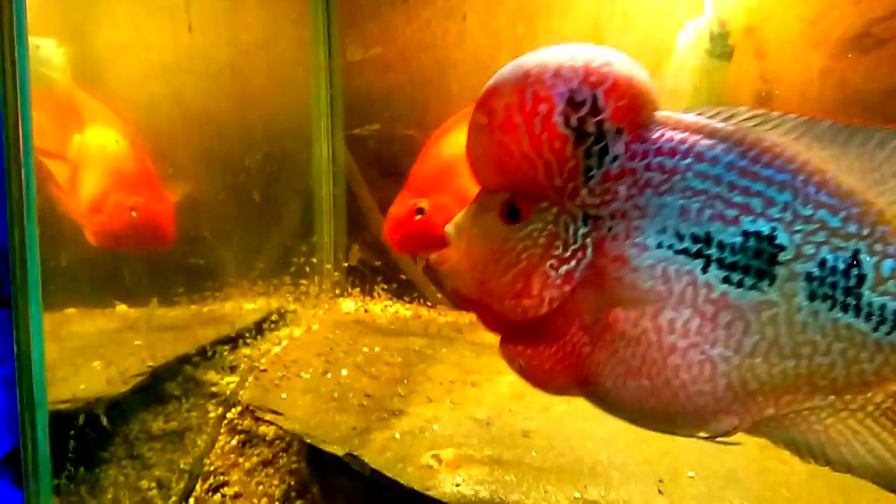 How to breed flower horn and parrot fish? - YouTube