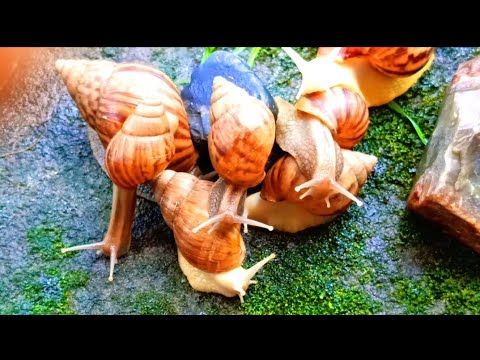 The Unique incredible Locomotion of the snails colonies #Snails # ...