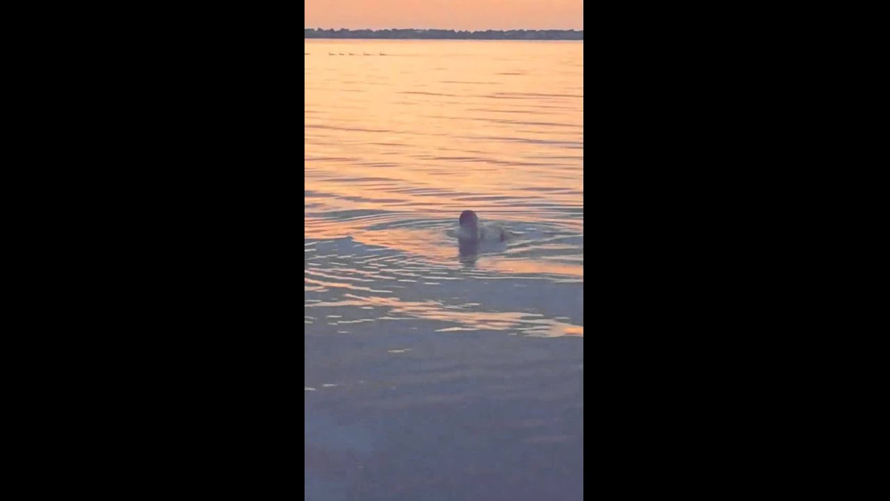 ORCA WHALE IN LAKE MICHIGAN!!! - YouTube