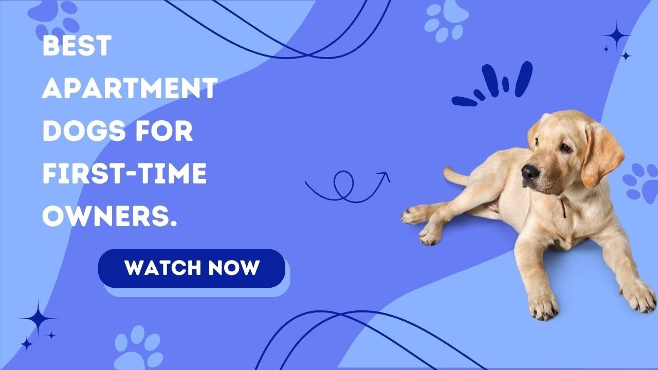 Best apartment dogs for first-time owners. - YouTube