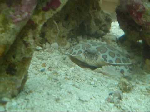 90 Gallon FOWLR Saltwater Tank Part 1 - YouTube