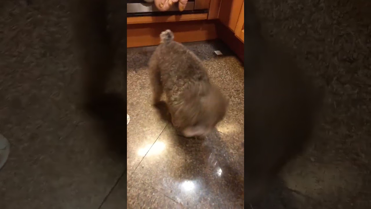 wiggle tail and pushing up buttercup #subscribe #toypoodle - YouTube