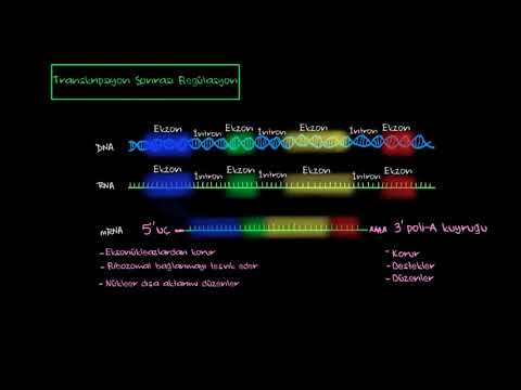 Transkripsiyon Sonrası Regülasyon (Fen Bilimleri) (Biyoloji)