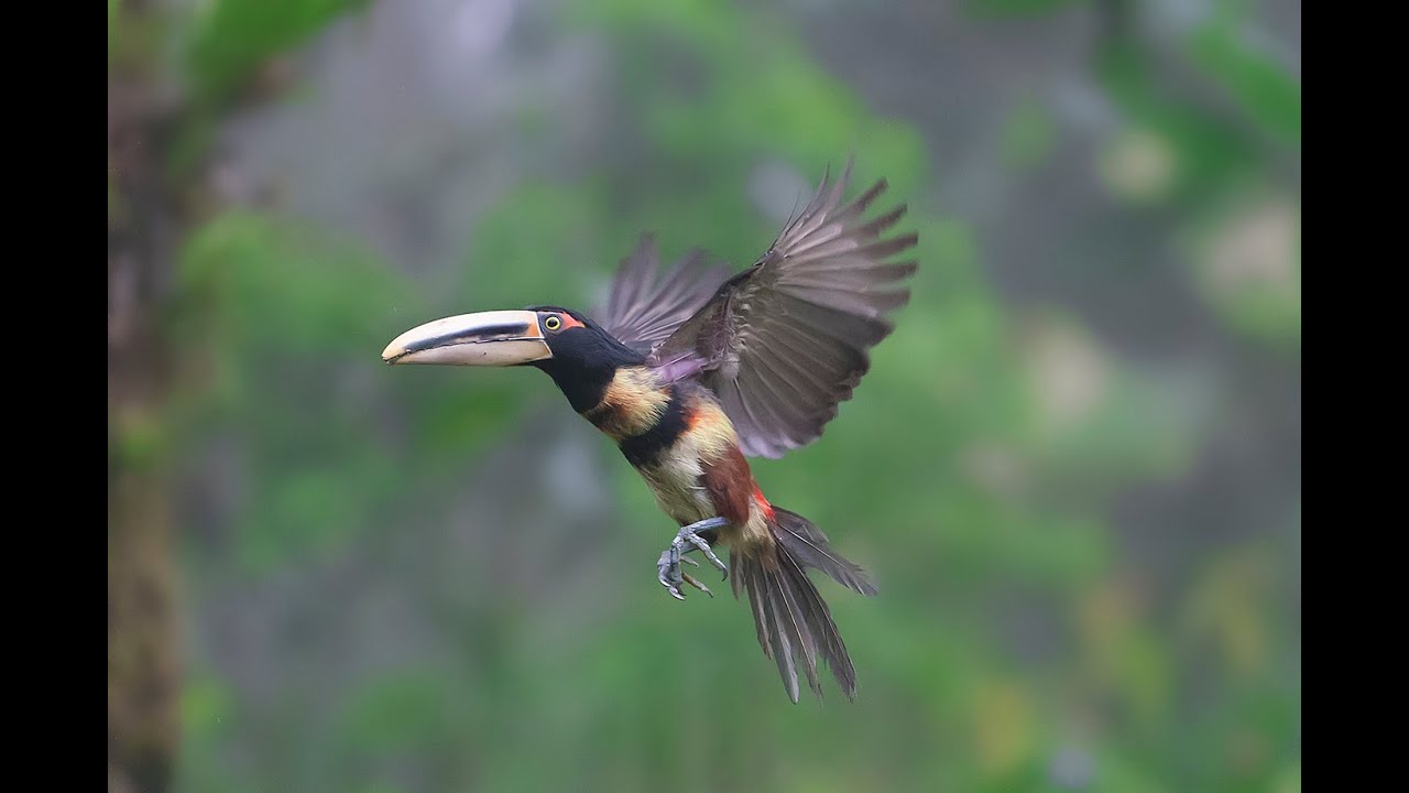 Toucans Flying