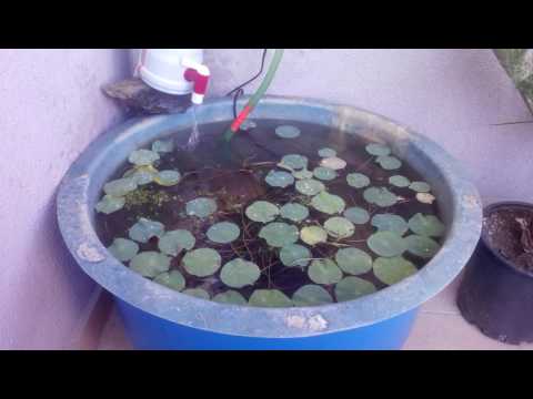 Tohumdan Lotus çiçeği yetiştirme 3