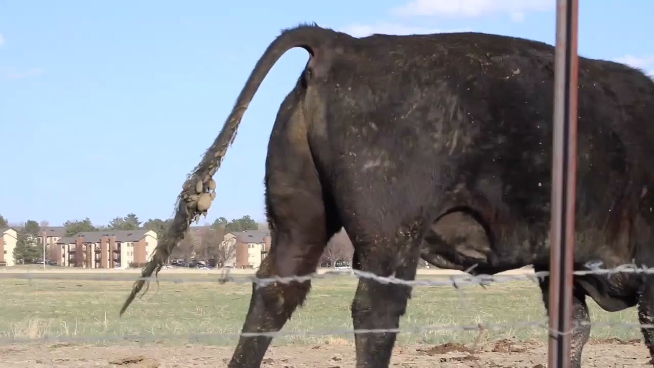 Angus Bull Has gassy Diarrhea🥱🤣🤢🤮 - YouTube