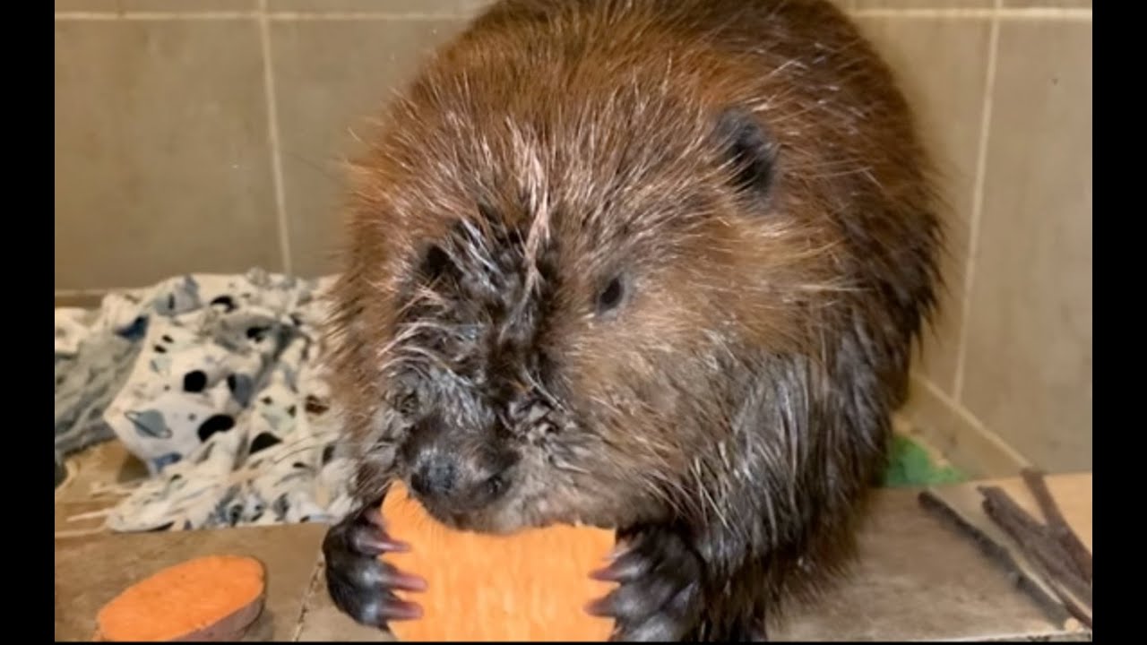 Beave The Beaver 2020 Best Moments Recap Video - YouTube