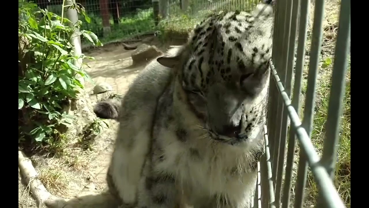 Awww. adorable snow leopard purring!!!! - YouTube