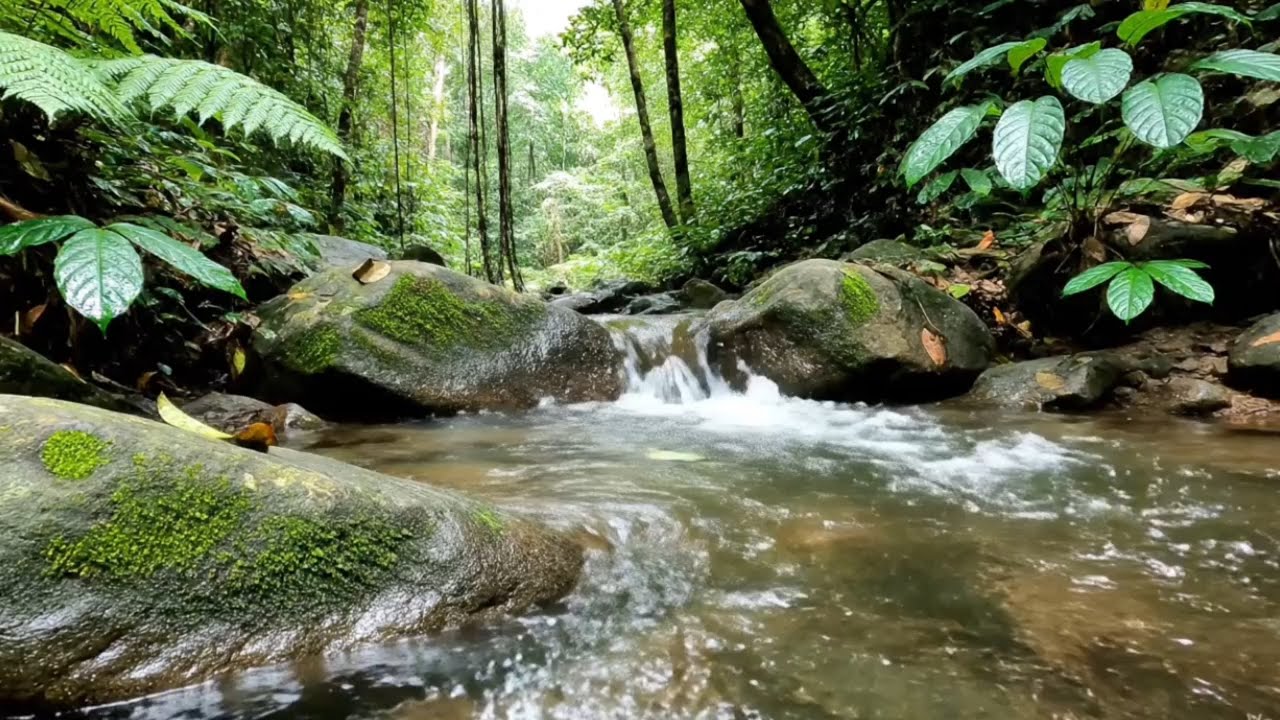 Calm Stream Sounds & Morning Bird Sounds – Soothing Sounds for Balance ...