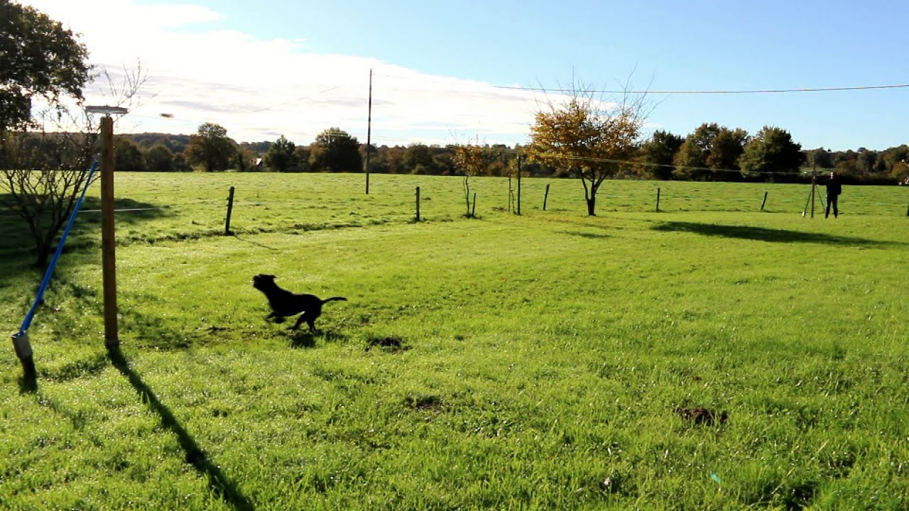 Trackmill Staffordshire bull terrier - YouTube