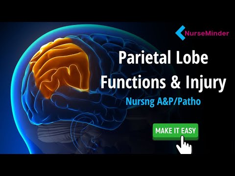 How The Pariteal Lobe Is Significant To A Developing Child