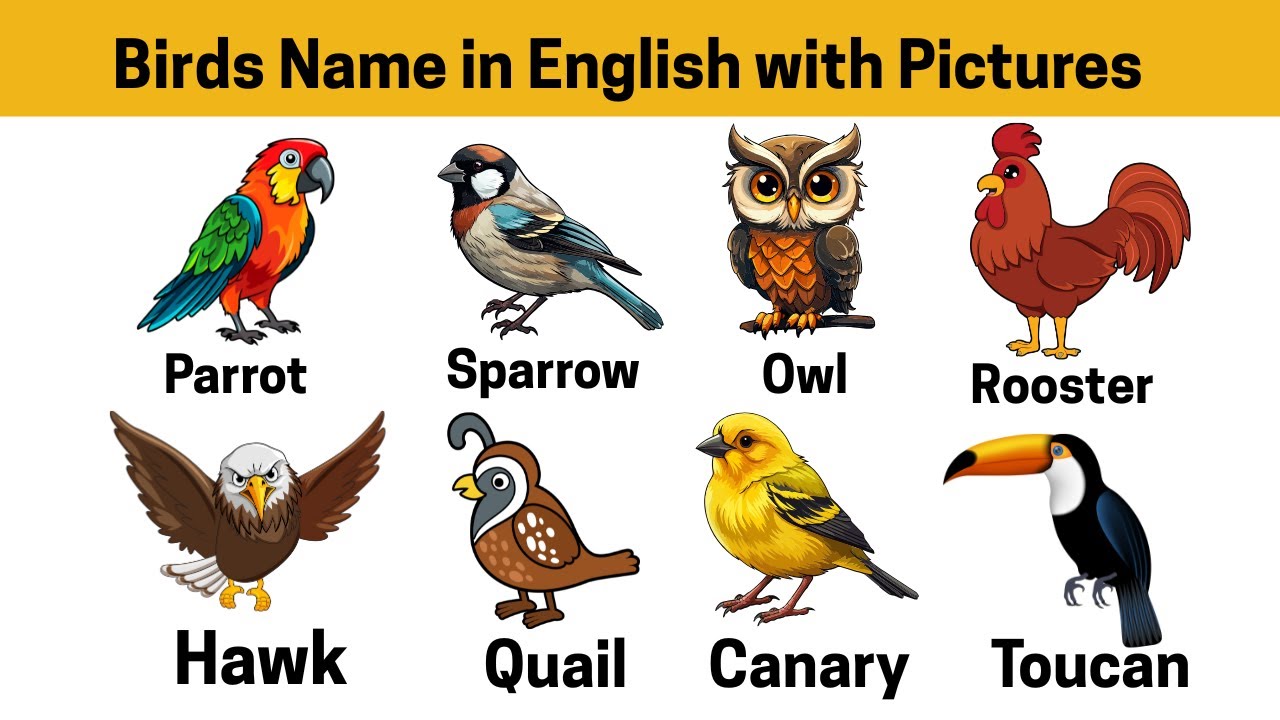 40 Birds Name in English with Pictures and Pronunciation | Learn Bird ...