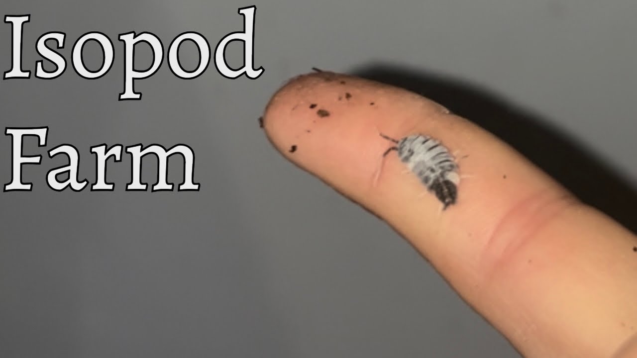 My First Successful Isopod Colony!! - YouTube