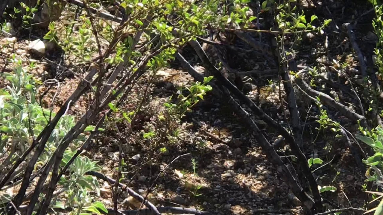 Gila Monster spotted in Saguaro National Park - YouTube