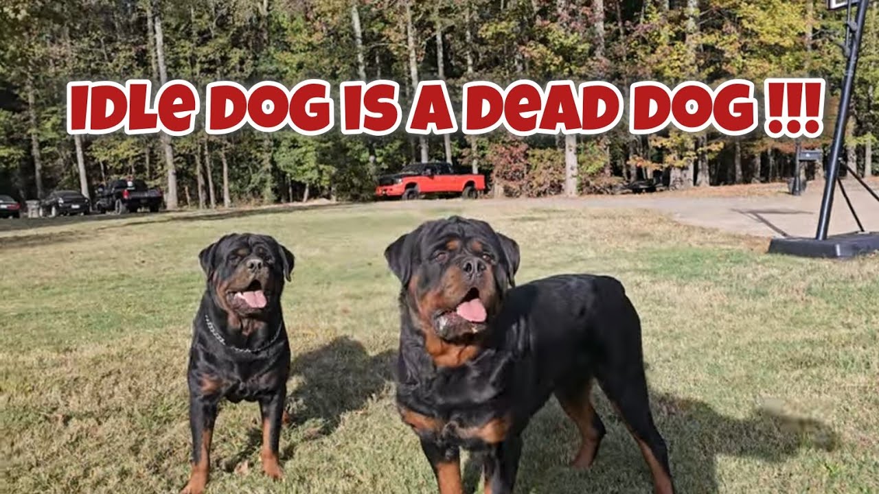 A Idle Dog is a Dead Dog: Meet Our Top Studs in Action! 🐾💪 - YouTube
